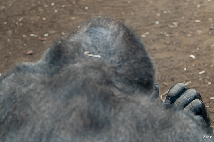 Merkwürdiges Fokus-Verhalten bei a7 IV und a7 R5 - Sony Alpha ...