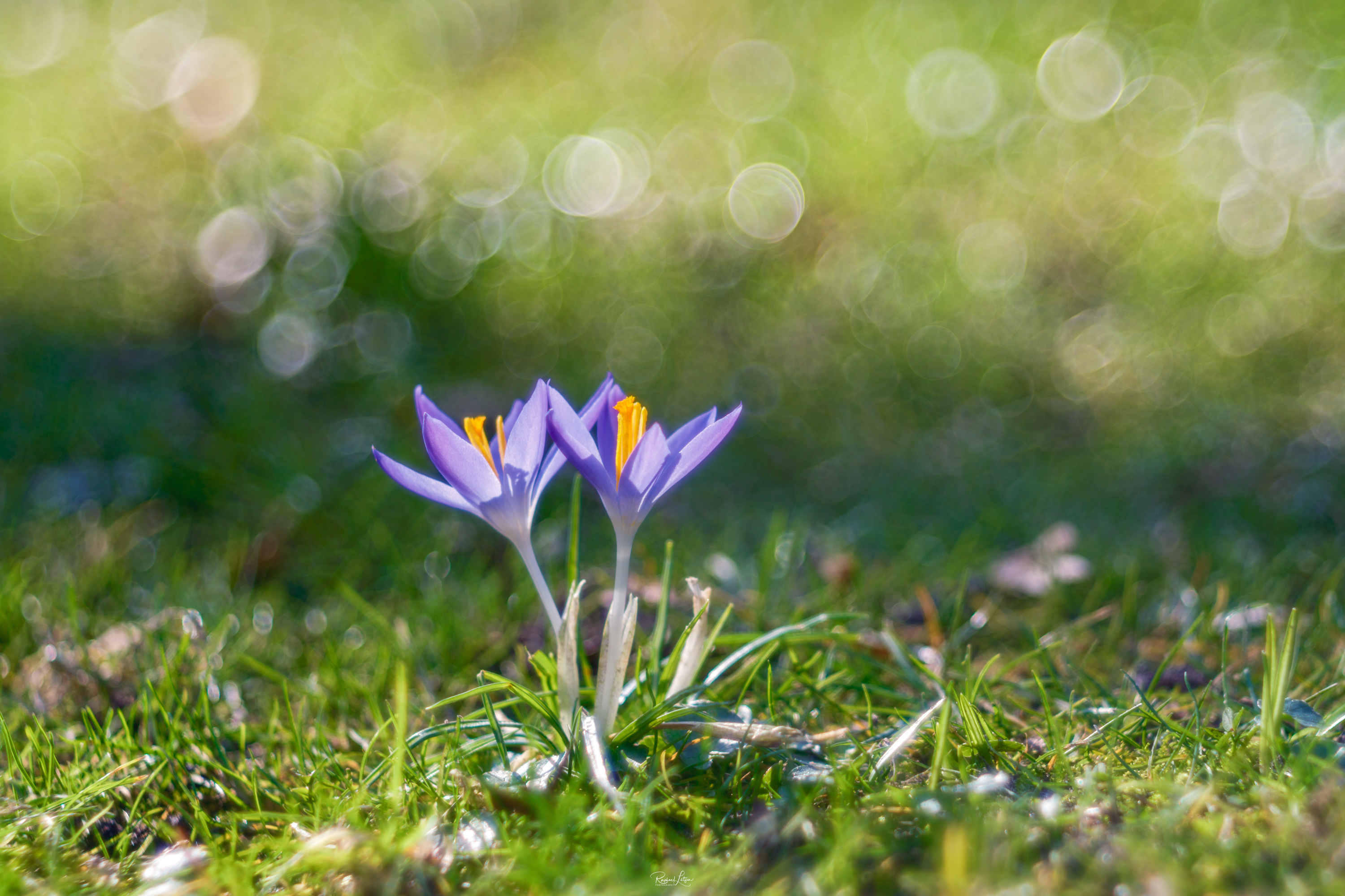 TTartisan 100mm f2.8 "Bubble" Beispielbilder - Sony Alpha Vollformat ...