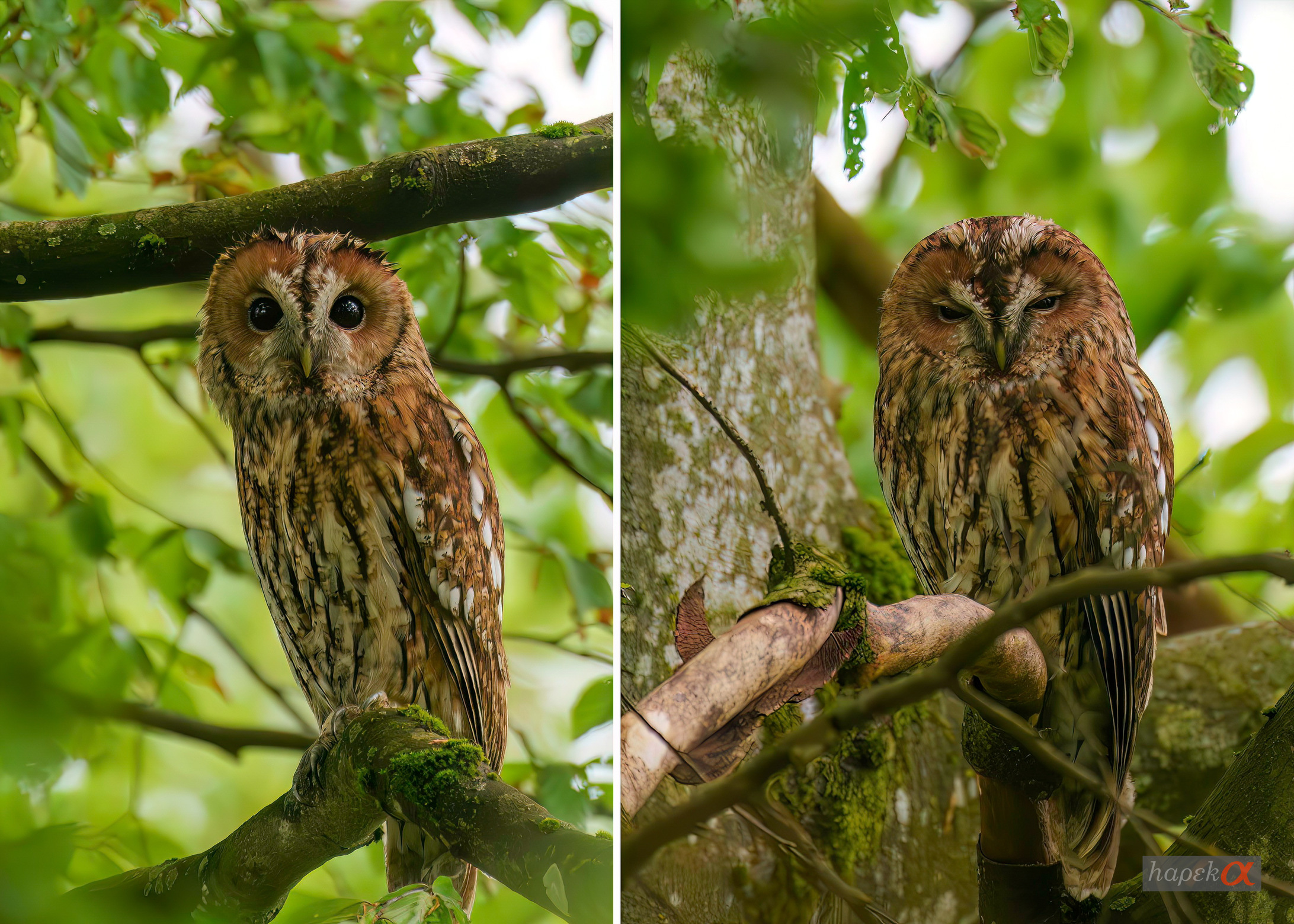 Greif-Vögel wildlife (zum Mitmachen) , auch Eulen - Seite 50 - Tier ...