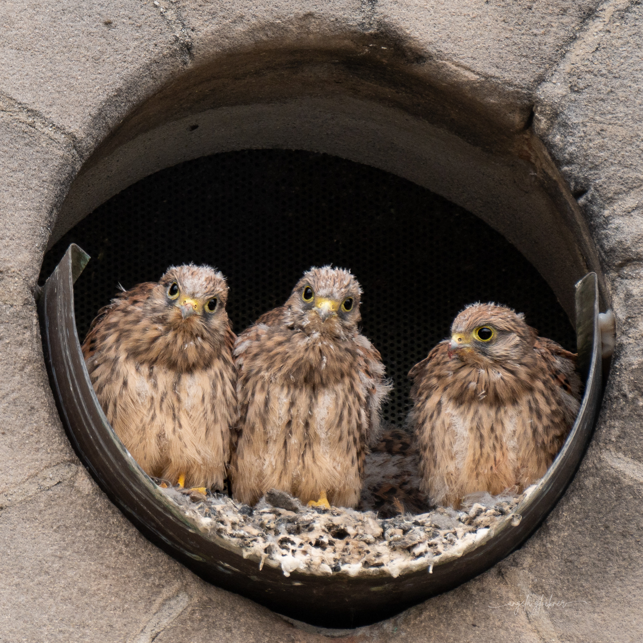 Greif-Vögel wildlife (zum Mitmachen) , auch Eulen - Seite 50 - Tier ...