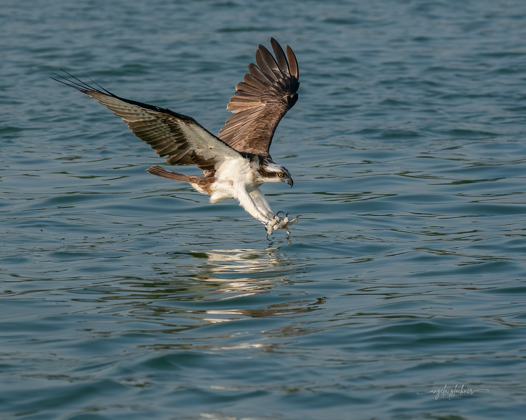 Greif-Vögel wildlife (zum Mitmachen) , auch Eulen - Seite 58 - Tier ...