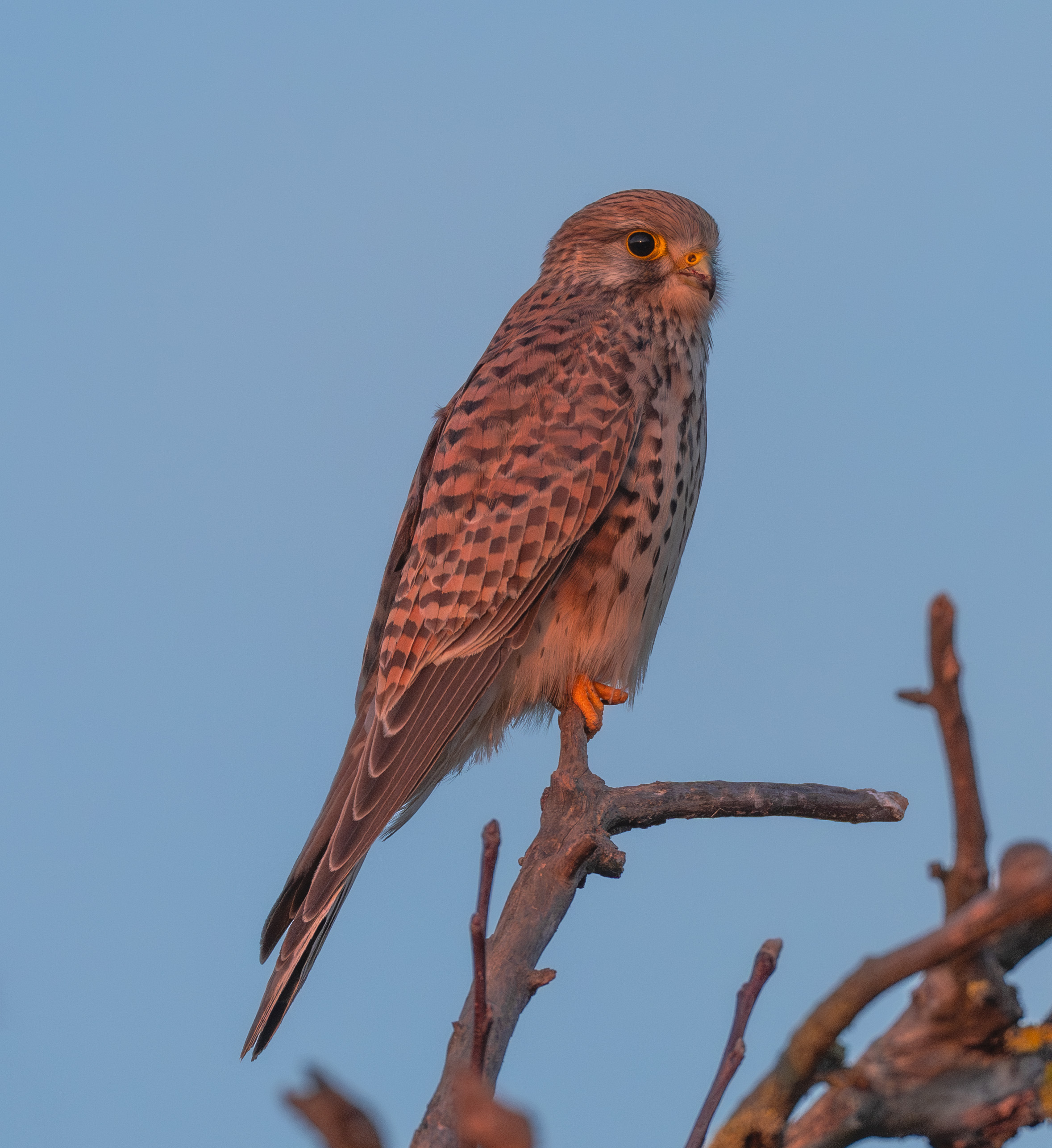 Greif-Vögel wildlife (zum Mitmachen) , auch Eulen - Seite 52 - Tier ...