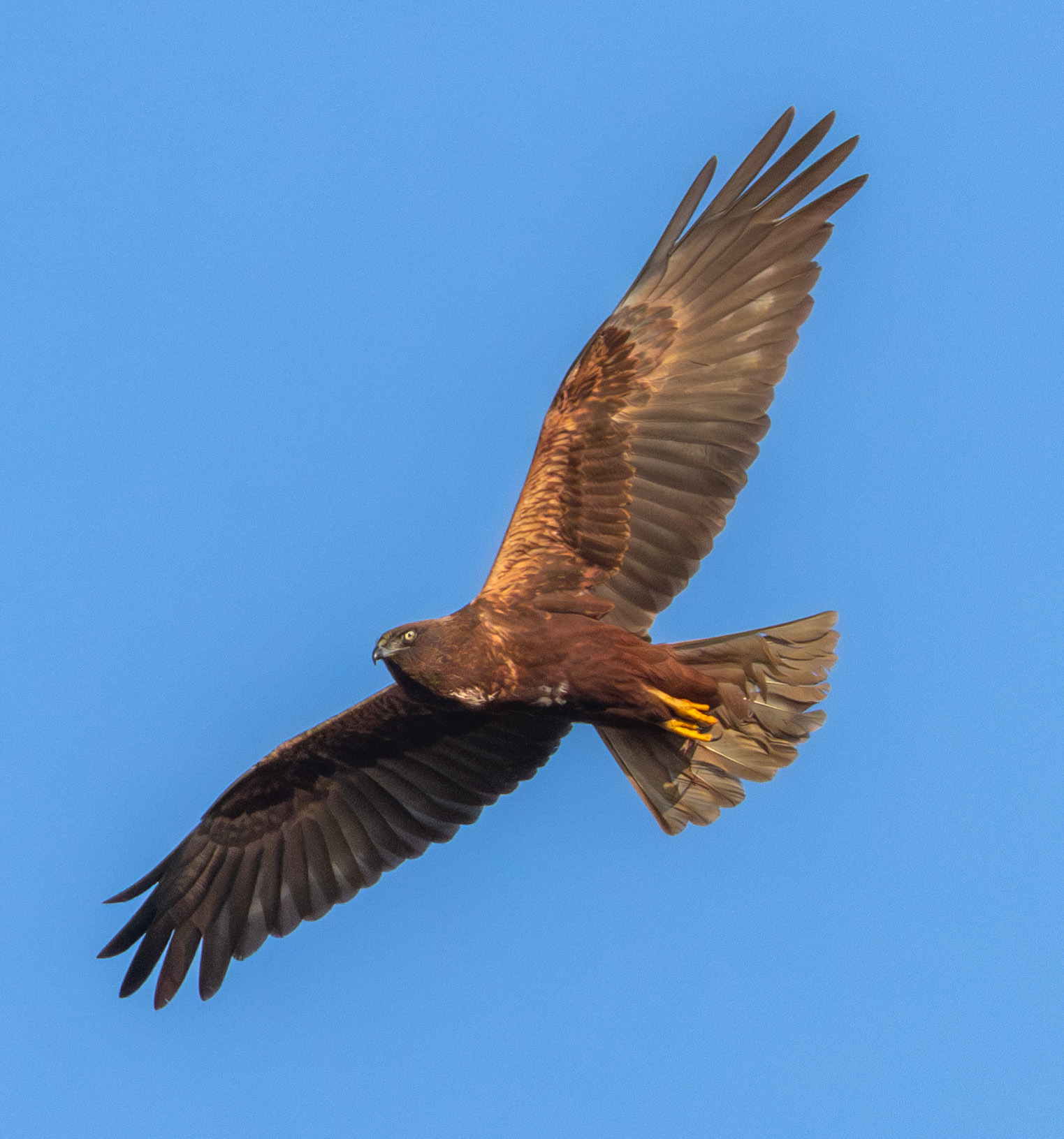 Greif-Vögel wildlife (zum Mitmachen) , auch Eulen - Seite 67 - Tier ...