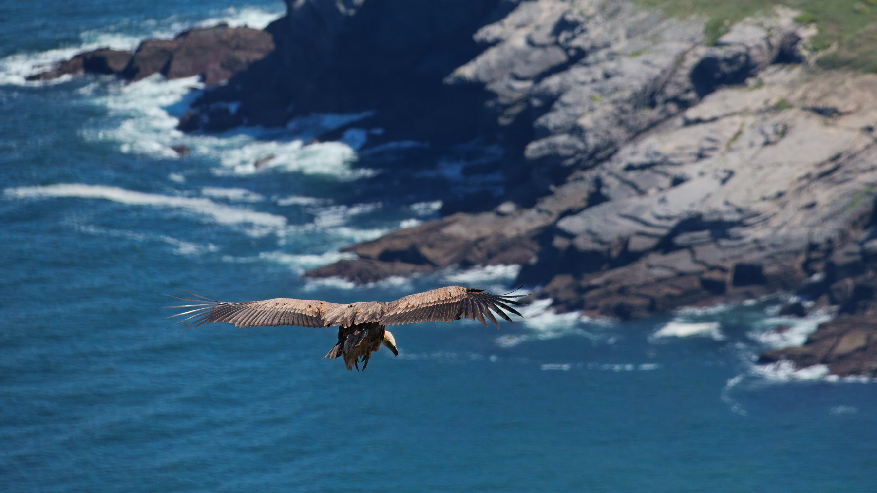 Greif-Vögel wildlife (zum Mitmachen) , auch Eulen - Seite 53 - Tier ...